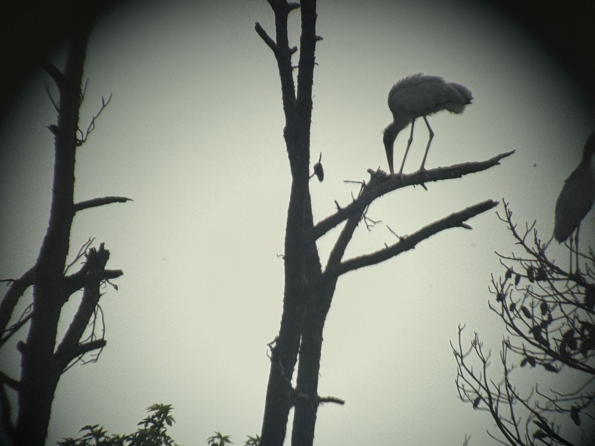 eBird Checklist - 1 Jun 2025 - Sheldon Lake SP (UTC 033) - 13 species
