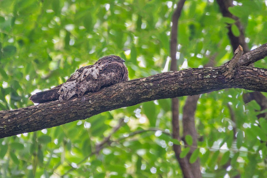 Short-tailed Nighthawk (nattereri) - eBird