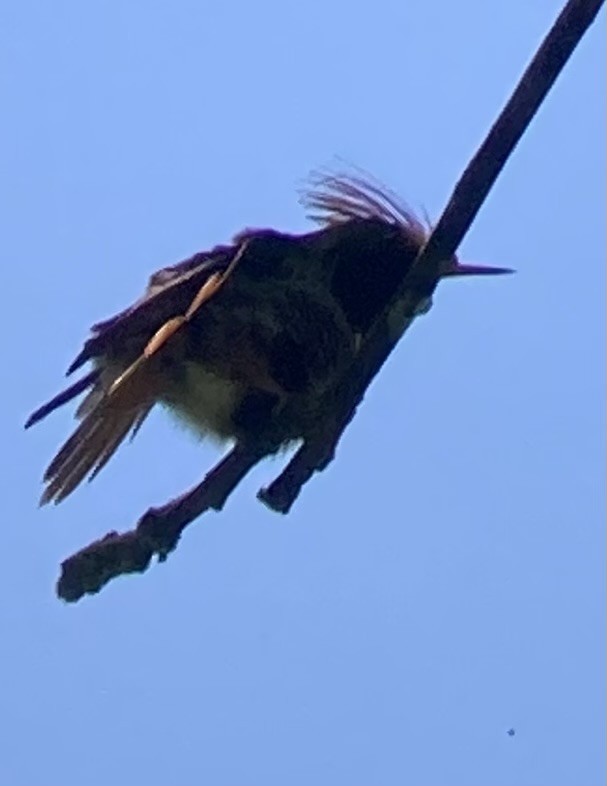 eBird Checklist - 9 May 2025 - La Mesa - 32 species