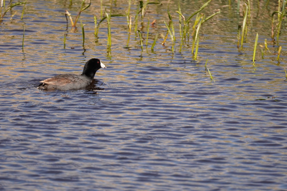 eBird Checklist - 11 May 2025 - Crescent Lake NWR - 48 species