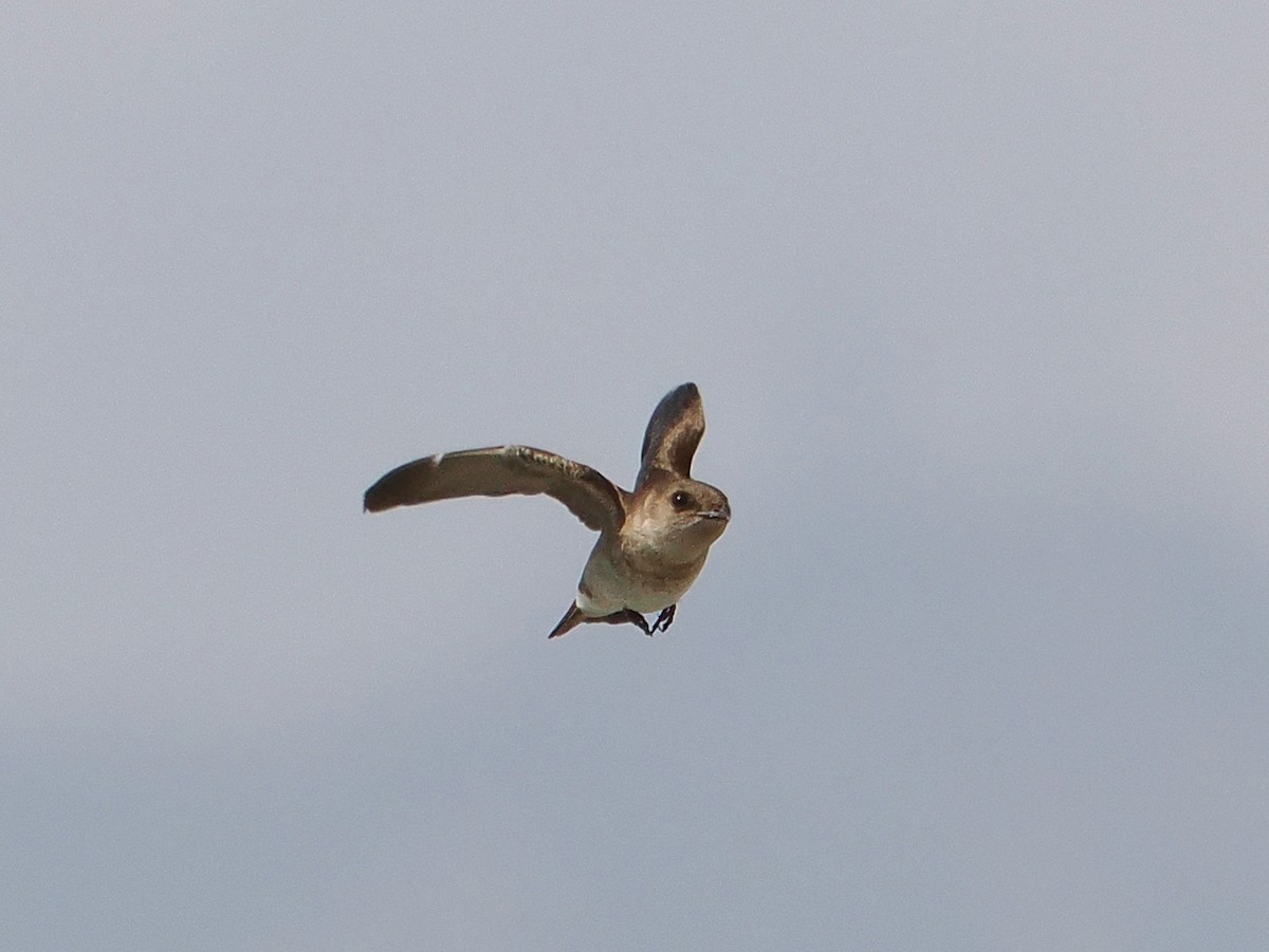 eBird Checklist - 31 May 2025 - Avalon Pasadena - 1 species