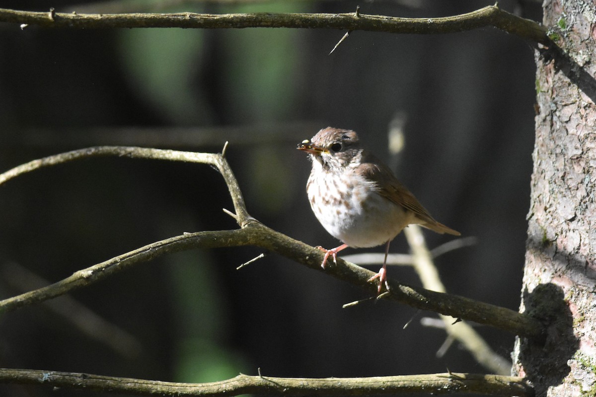 Pennsylvania Bird Atlas Checklist - 1 Jun 2025 - Allegheny Front Trail ...