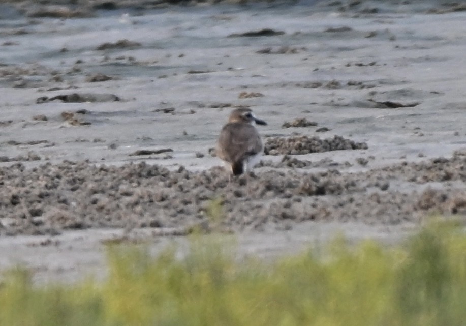 eBird Checklist - 1 Jun 2025 - Ocean Drive Bridge E. of NAS - 13 species