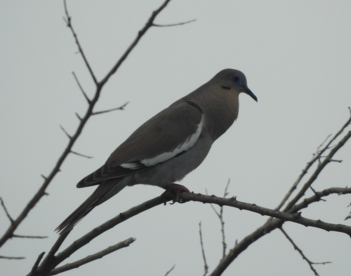 eBird Checklist - 18 May 2025 - Forney Community Park, Forney US-TX 32. ...