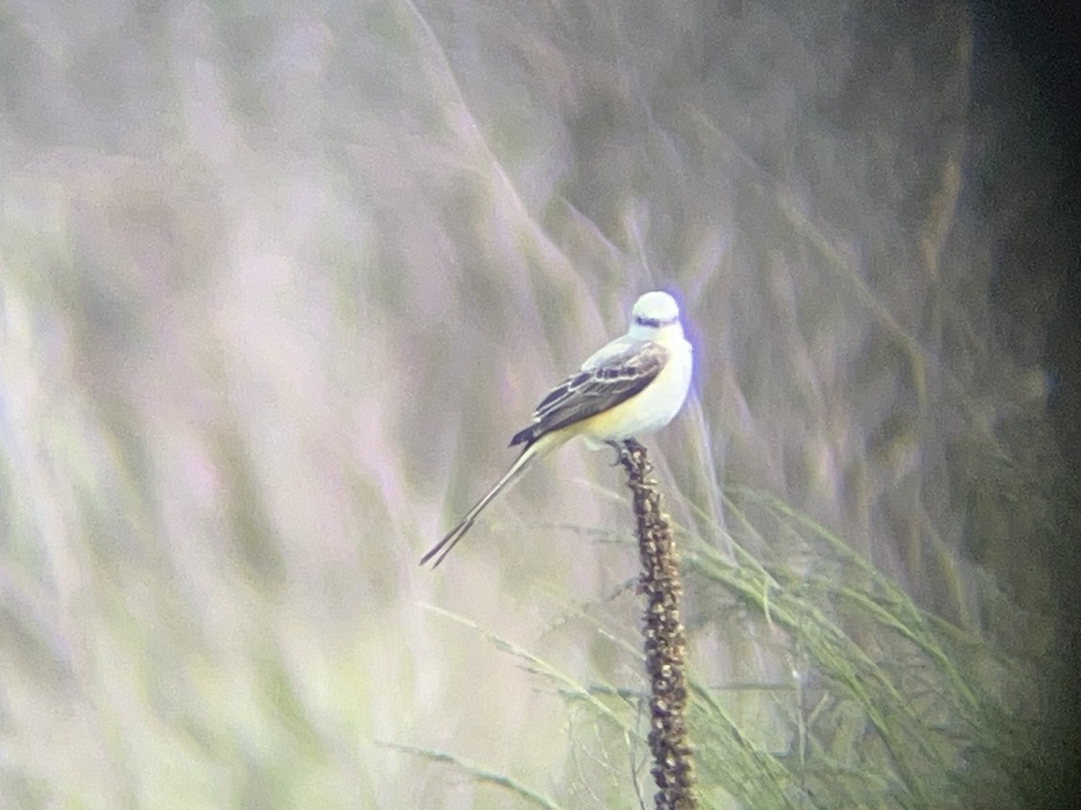 eBird Checklist - 1 Jun 2025 - Edwin B. Forsythe NWR (formerly Brig ...