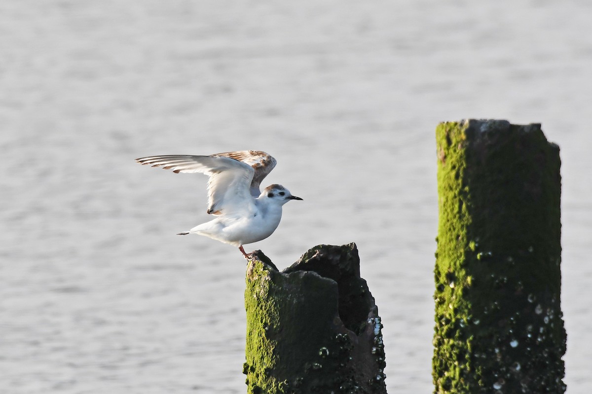 eBird Checklist - 1 Jun 2025 - Port Mahon Rd. - 29 species