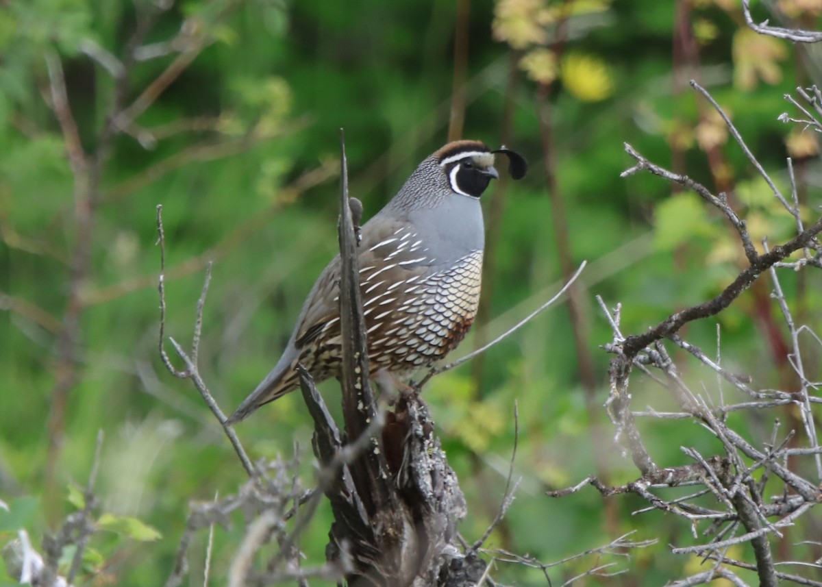 eBird Checklist - 1 Jun 2025 - Peachland - 8 species
