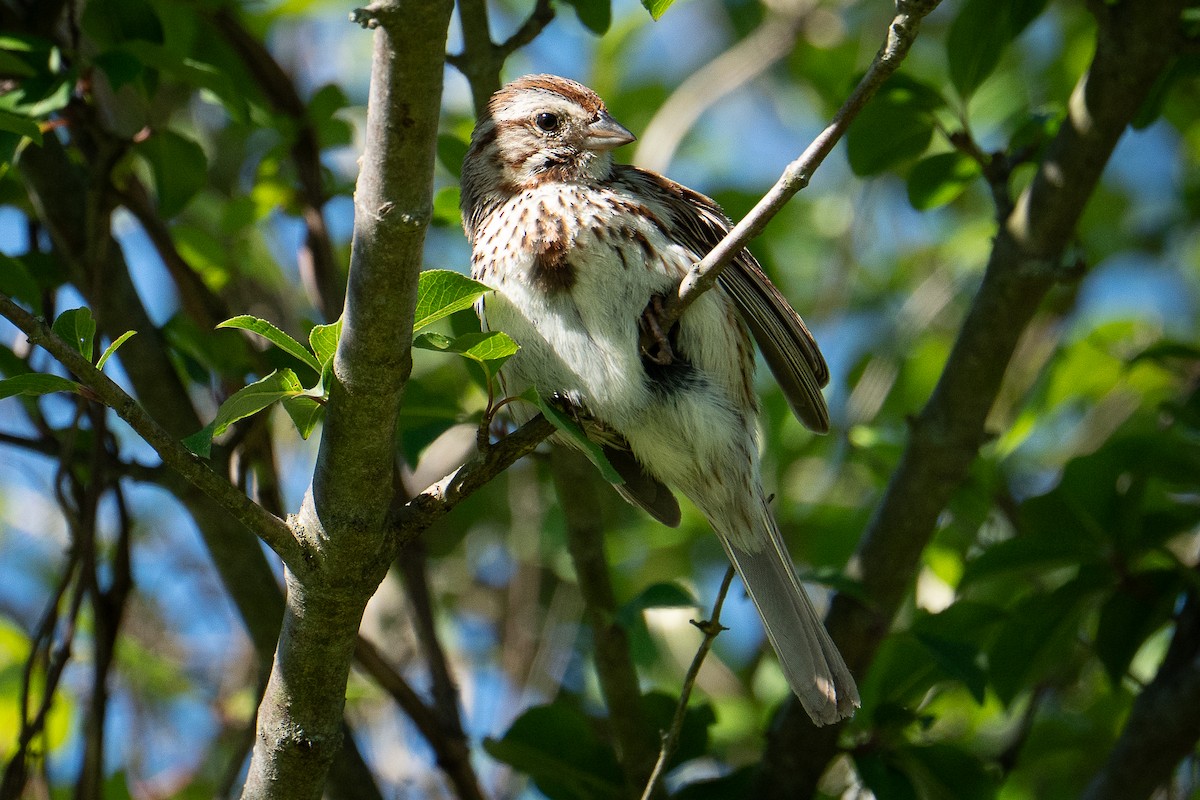 eBird Checklist - 1 Jun 2025 - Negri-Nepote Grasslands - 23 species