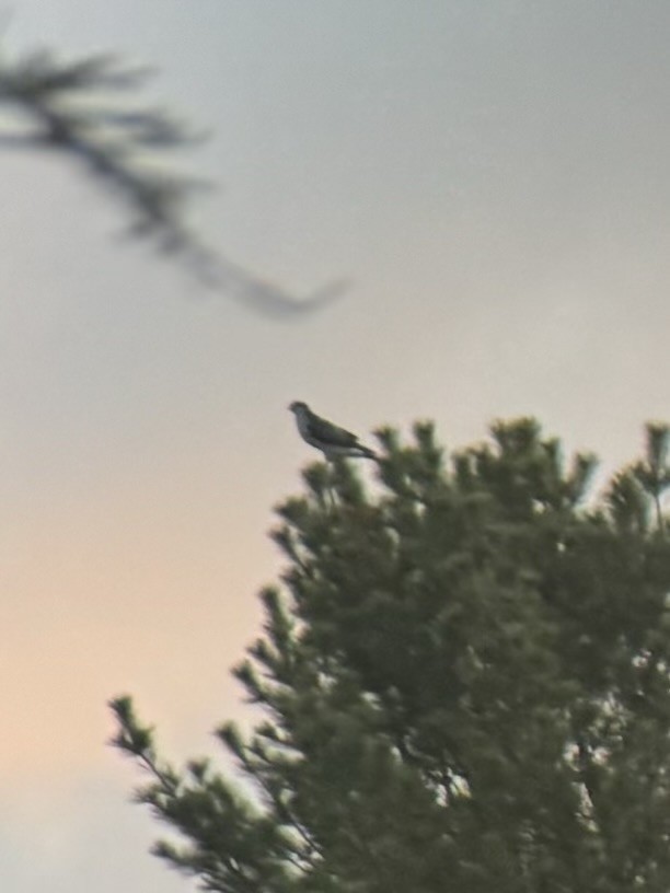 eBird Checklist - 27 May 2025 - Peshekee Grade - 57 species