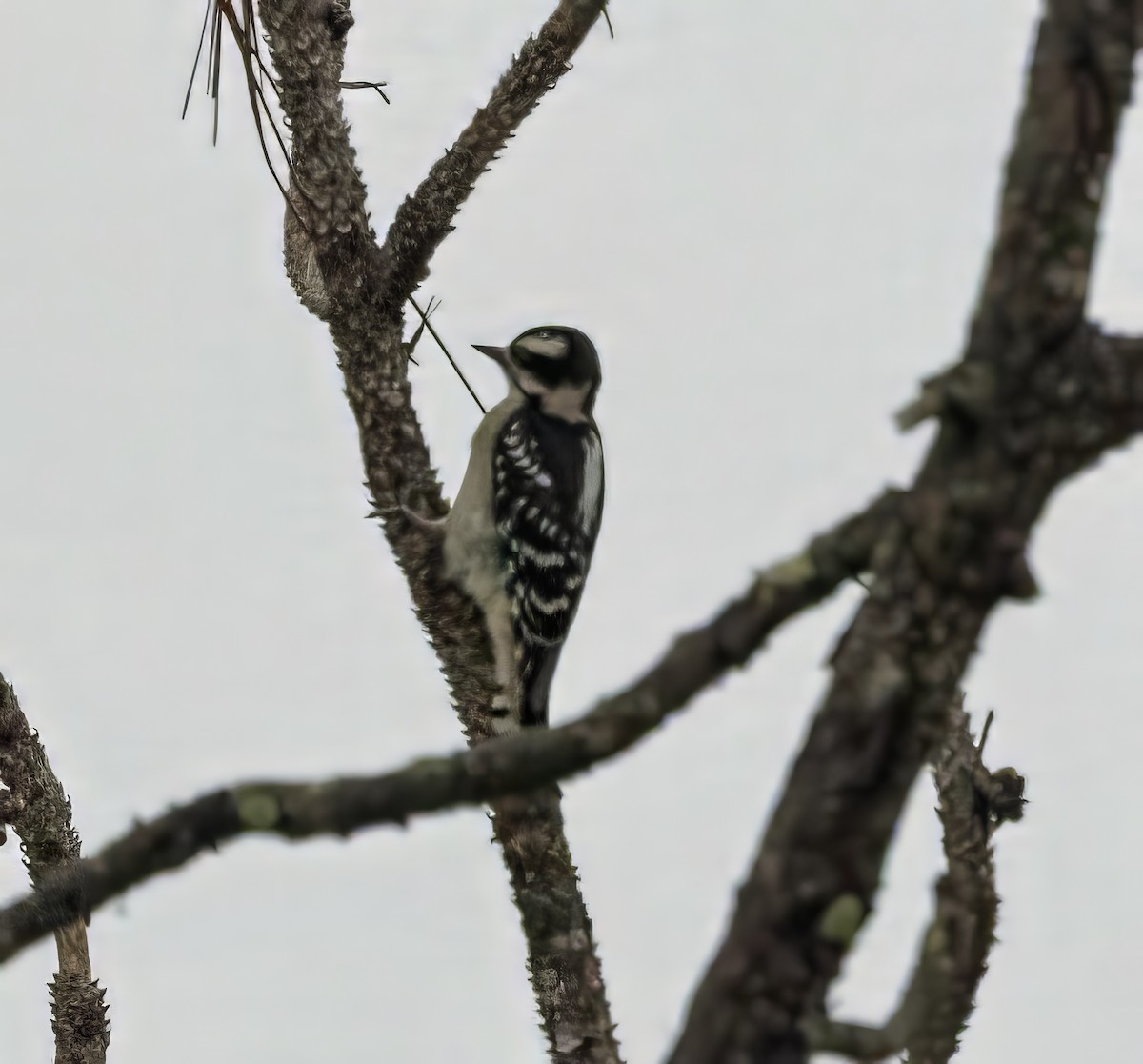 eBird Checklist - 29 May 2025 - Half Moon WMA - 18 species