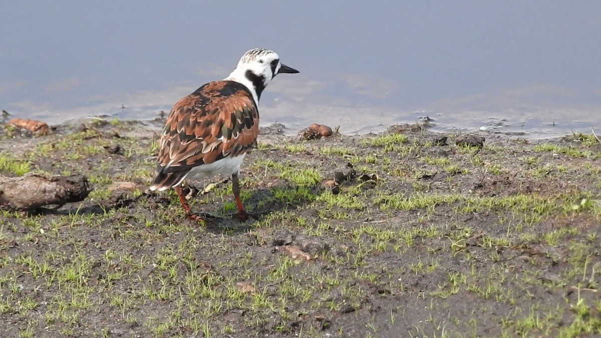 eBird Checklist - 1 Jun 2025 - George W. Mead SWA--Little Birch Flowage ...
