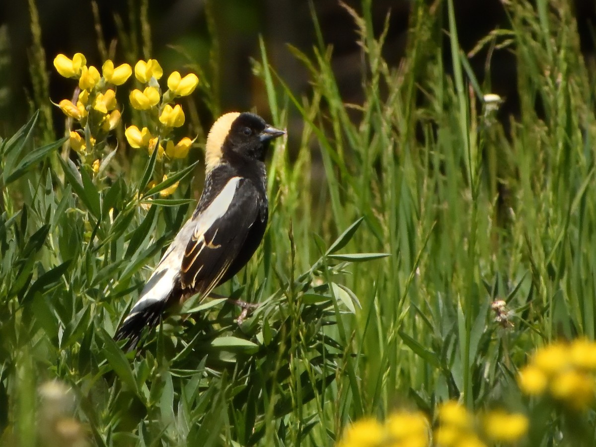 eBird Checklist - 30 May 2025 - Elba Park to LDS - 3 species