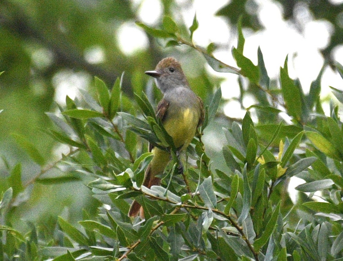 eBird Checklist - 31 May 2025 - Home, Kitty Hawk Bay Dr., Colington ...