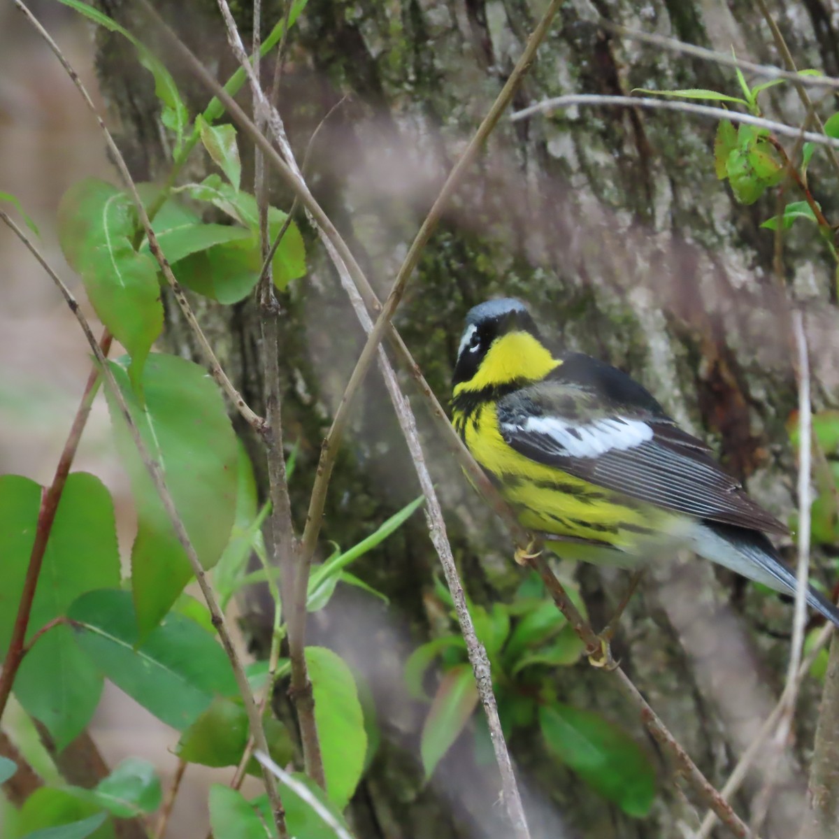 eBird Checklist - 13 May 2025 - Pearson Metropark - 19 species