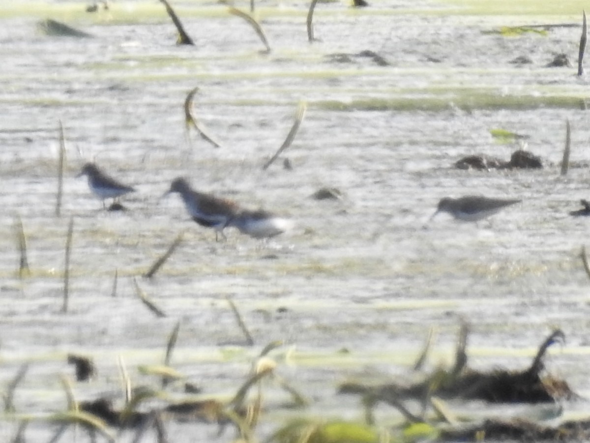 eBird Checklist - 1 Jun 2025 - Fermilab (DuPage Co.) - 59 species (+3 ...