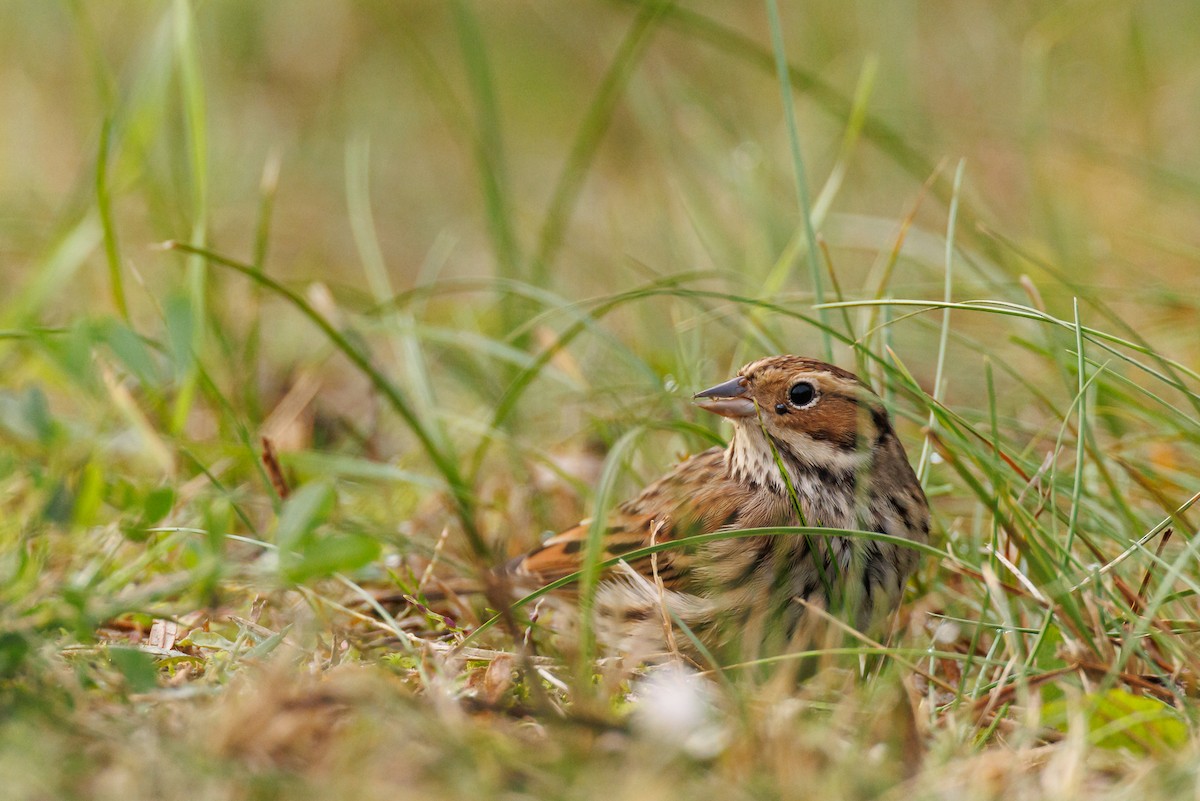 eBird Checklist - 5 Oct 2024 - Hel--Harbour - 1 species