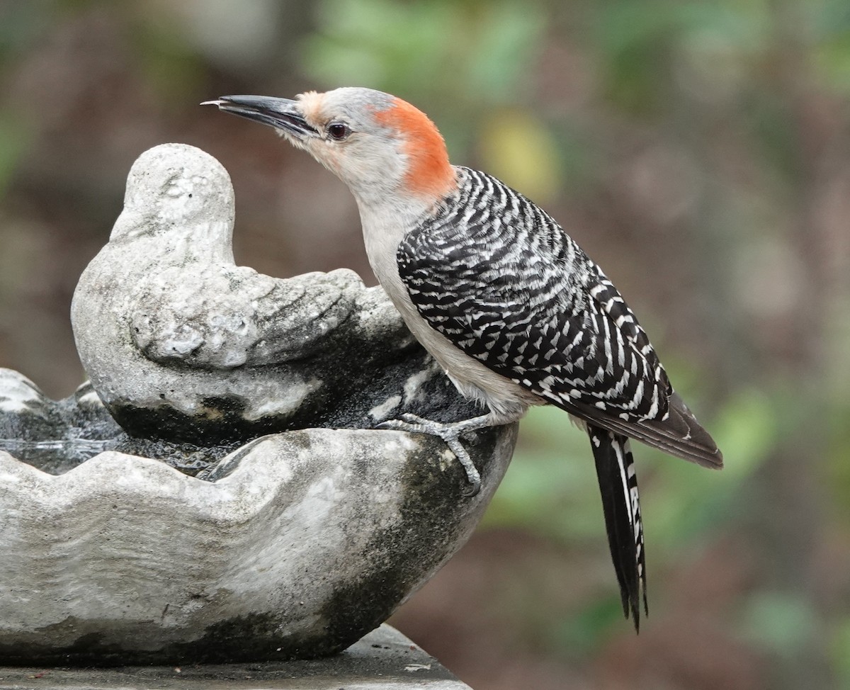 eBird Checklist - 2 Jun 2025 - My Backyard - 16 species