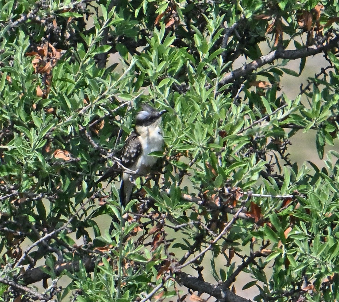 eBird Checklist - 27 Apr 2025 - Meladia to Eresos rocky track (Διαδρομή ...