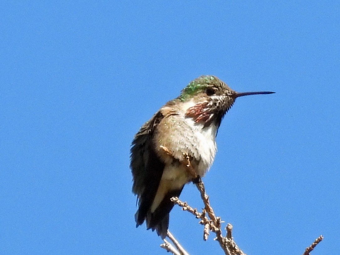 eBird Checklist - 2 Jun 2025 - 9178–9448 York Rd, Helena US-MT 46.75830, -111.67194 - 2 species