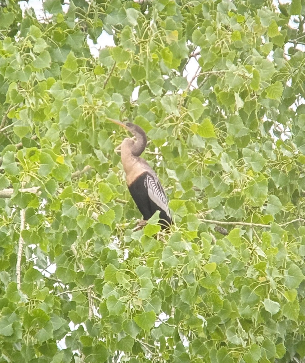 eBird Checklist - 2 Jun 2025 - 4000–4298 N 95th St, Lafayette US-CO 40.05067, -105.13110 - 7 species