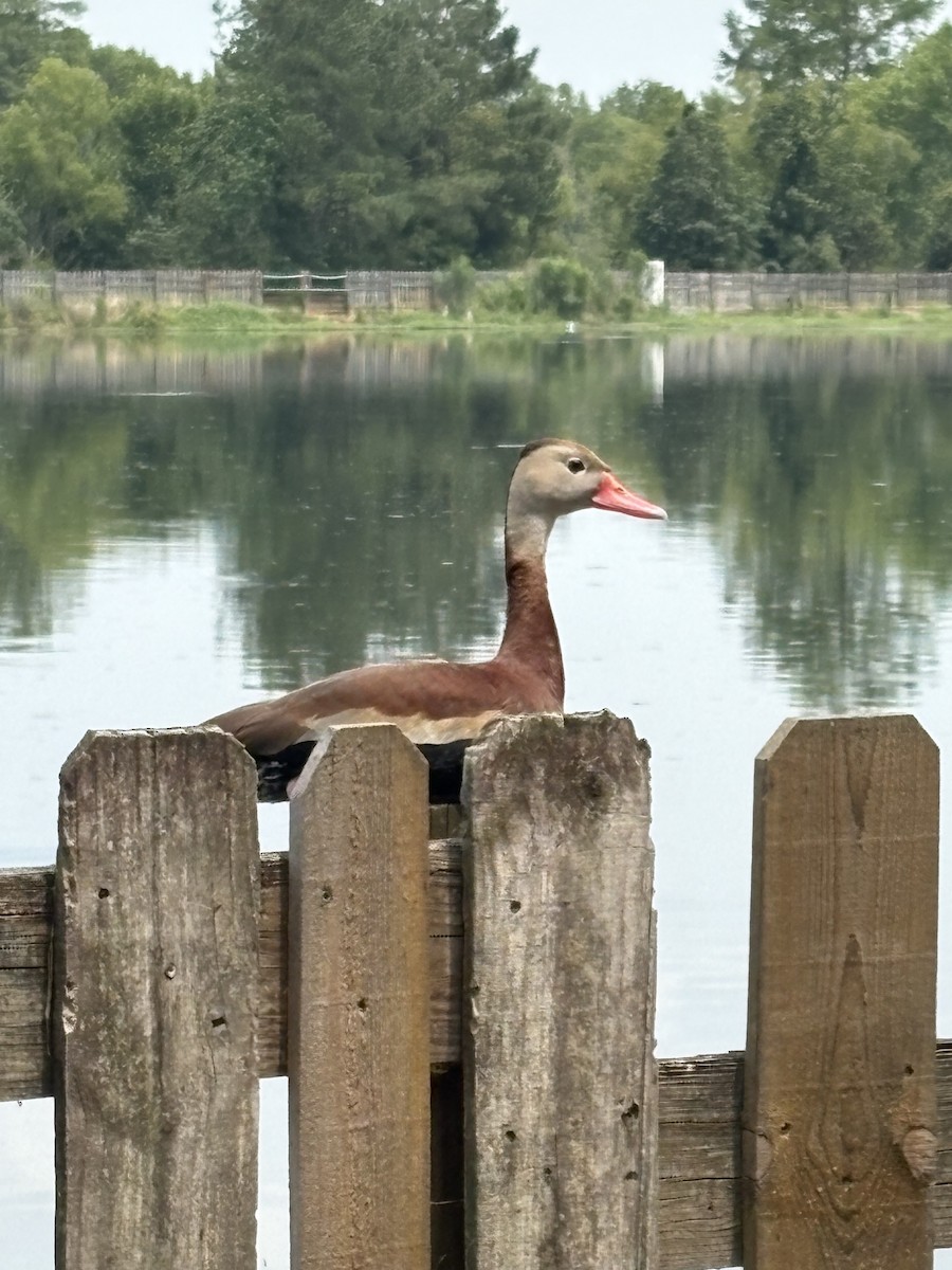eBird Checklist - 1 Jun 2025 - Phinizy Swamp Nature Park - 42 species