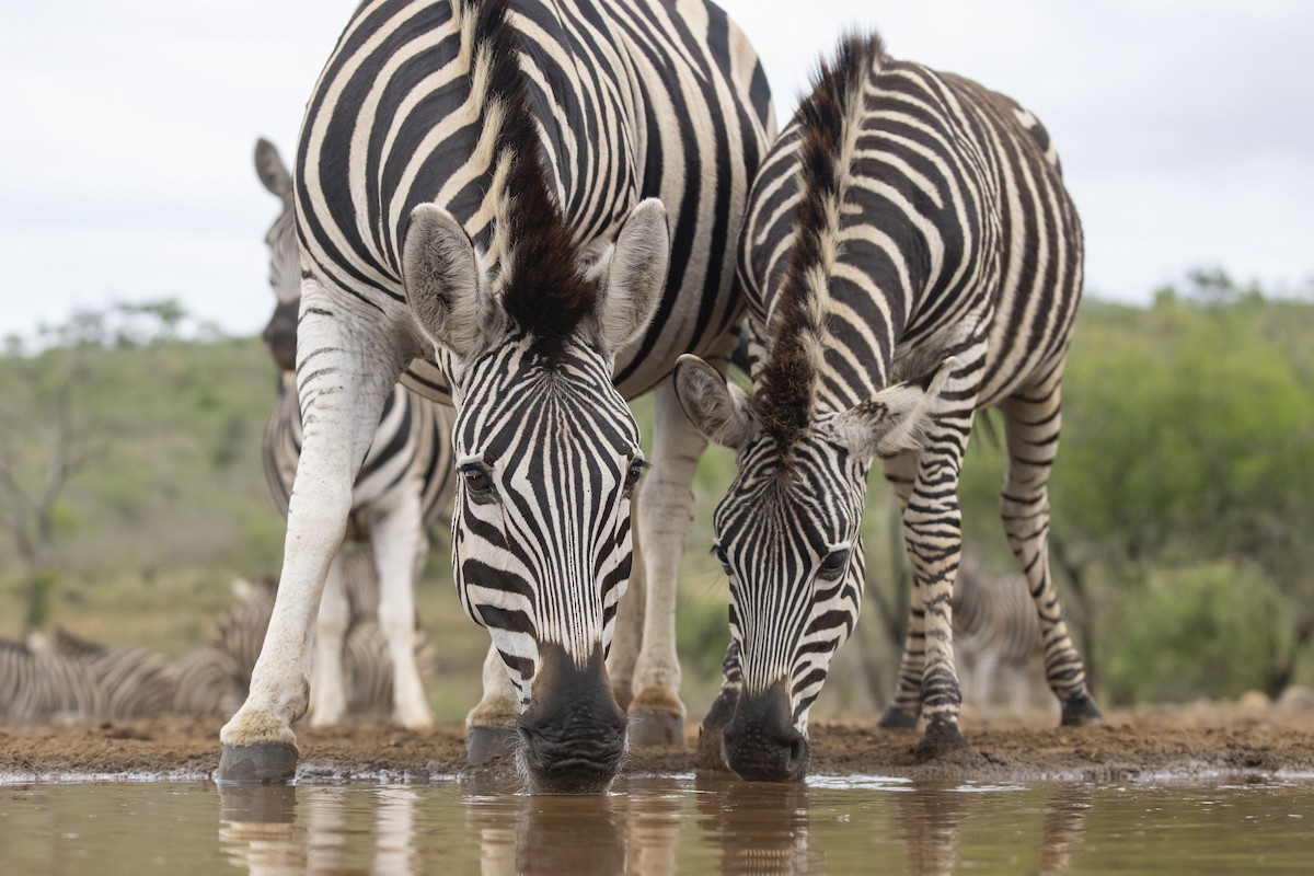 ML636962359 - Plains Zebra - Macaulay Library