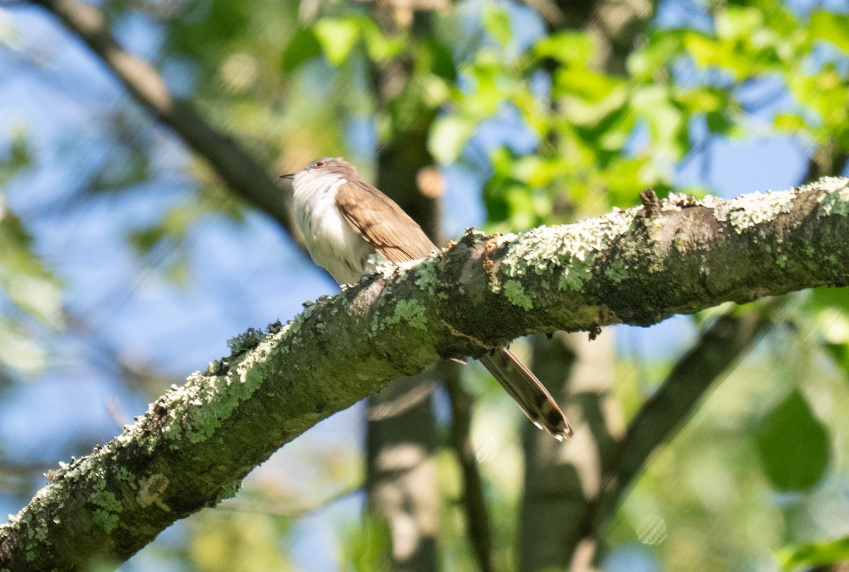eBird Checklist - 2 Jun 2025 - Muscoot Farm - 55 species
