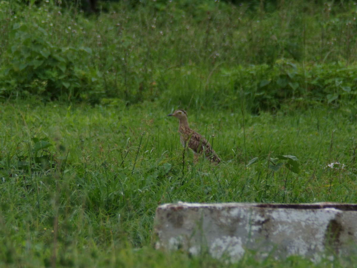eBird Checklist - 1 Jun 2025 - Lagunas De Oxidación, Chivacoa, Yaracuy ...
