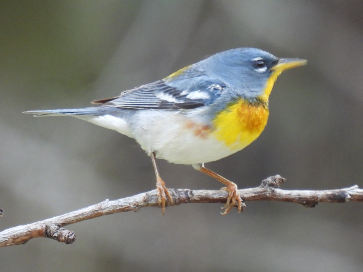 eBird Checklist - 31 May 2025 - Guadalupe River SP—Bird blind - 17 species