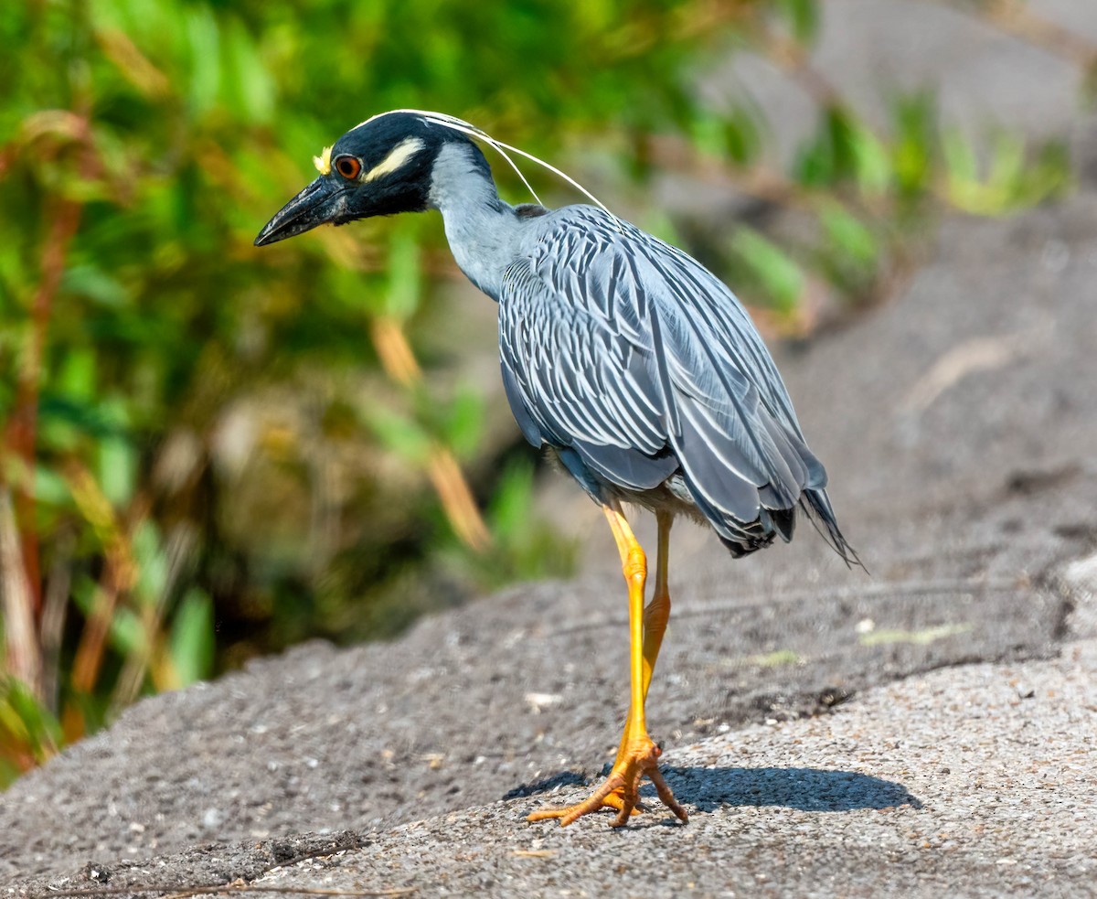 eBird Checklist - 2 Jun 2025 - Murfree Spring Wetlands at the Discovery ...