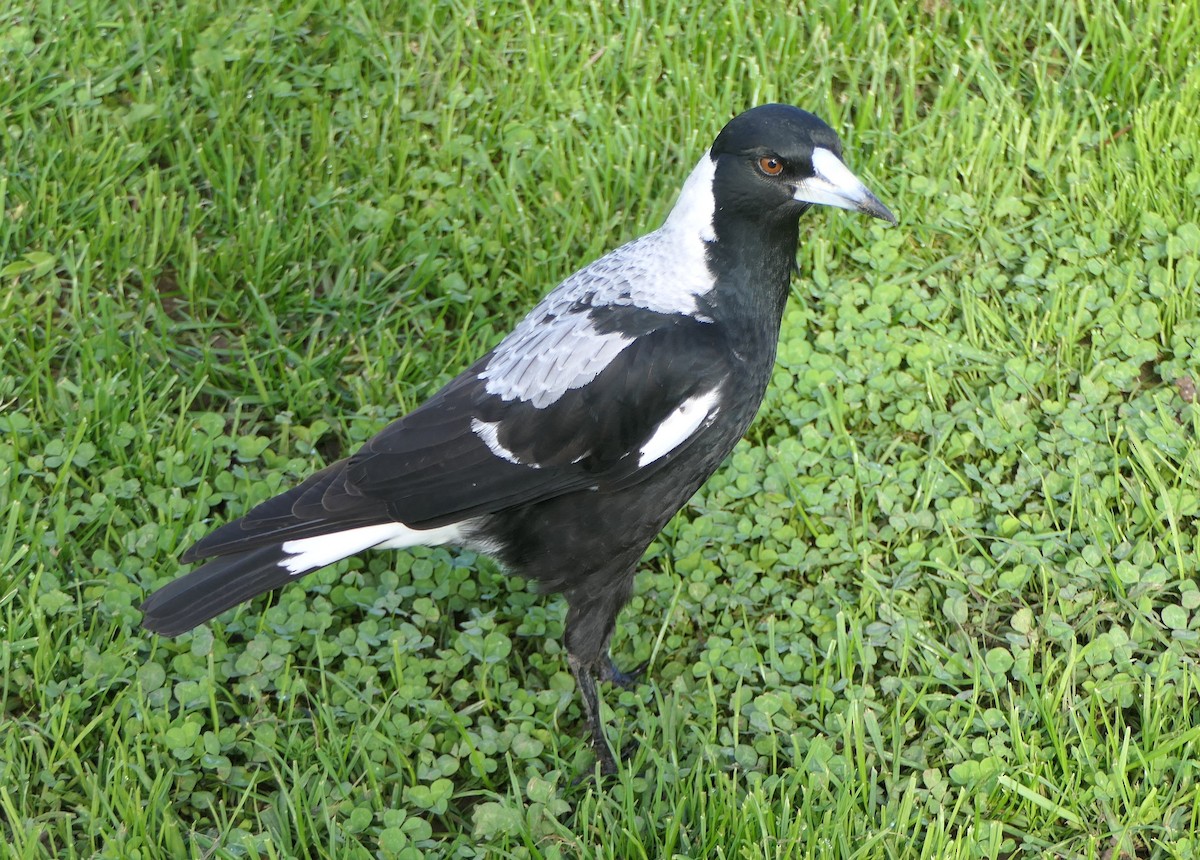 eBird Checklist - 3 Jun 2025 - Auckland - Liston Park - 10 species