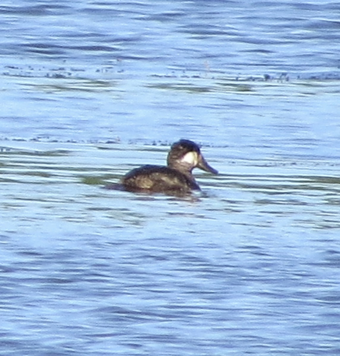 Pennsylvania Bird Atlas Checklist - 2 Jun 2025 - Struble Lake - 34 species