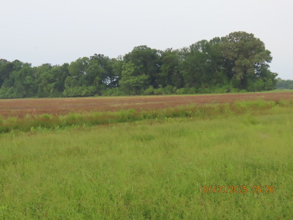 Tennessee NWR--Duck River Unit--Refuge Rd. Wildlife Loop - Humphreys ...