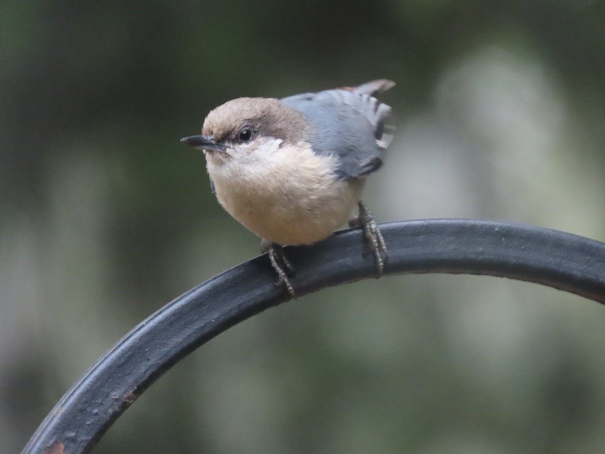 ML637000003 - Pygmy Nuthatch - Macaulay Library