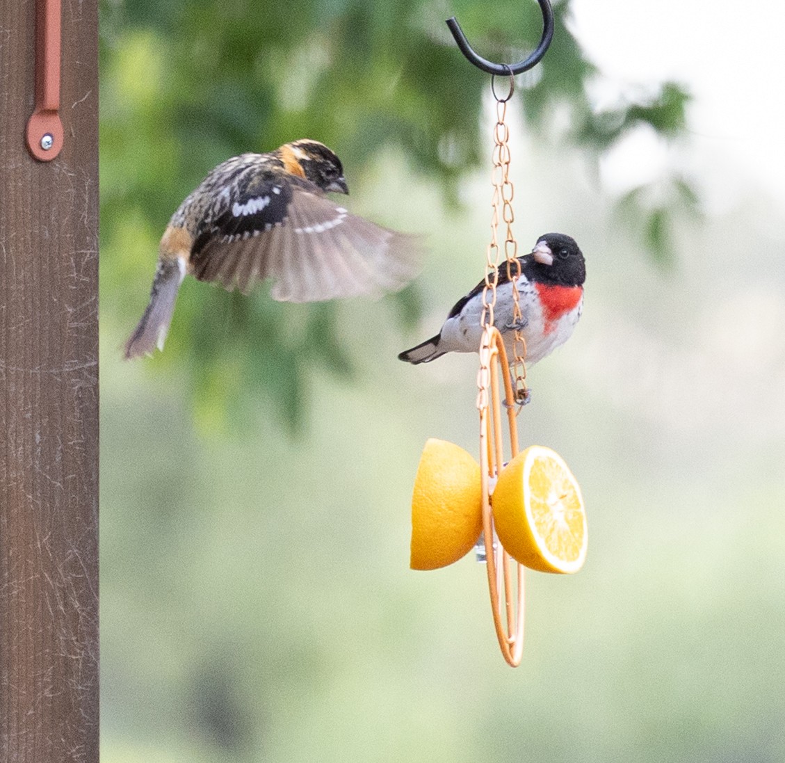 eBird Checklist - 3 Jun 2025 - Home - 2 species