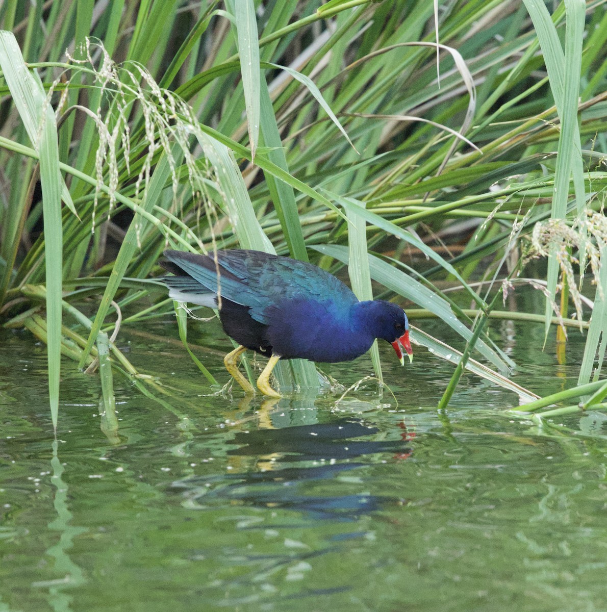 eBird Checklist - 3 Jun 2025 - Dr. Lester Sitzes III Bois d'Arc WMA ...
