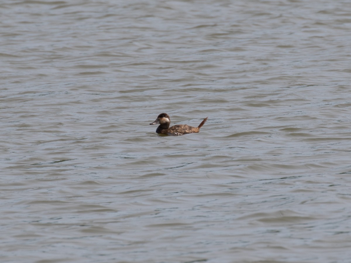 Pennsylvania Bird Atlas Checklist - 2 Jun 2025 - Struble Lake - 14 species