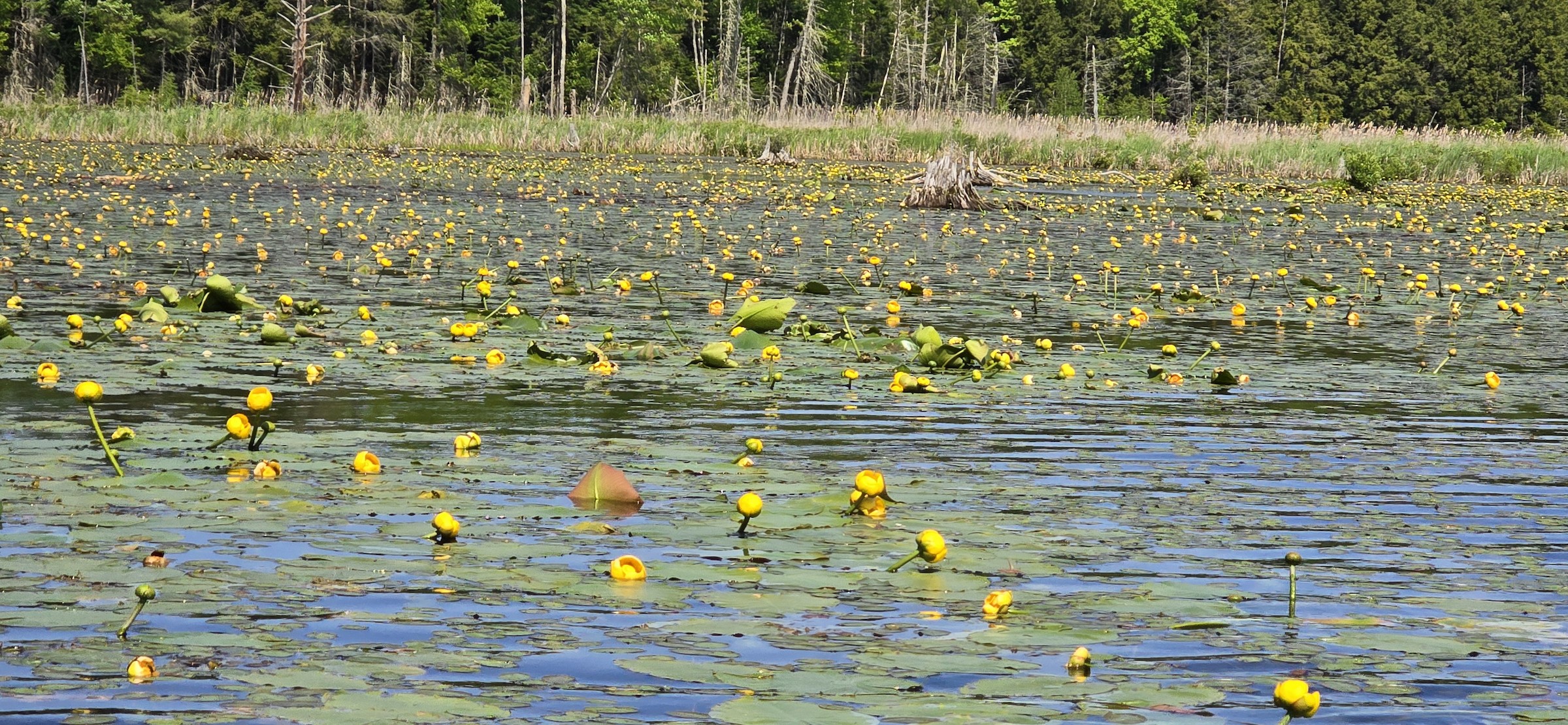 Fairfield Swamp WMA - Franklin, Vermont, US - Birding Hotspots