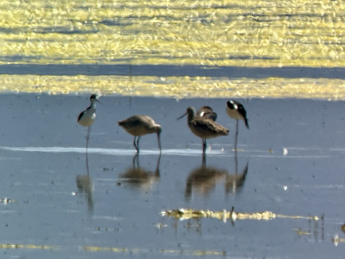 ML637023260 - Marbled Godwit - Macaulay Library