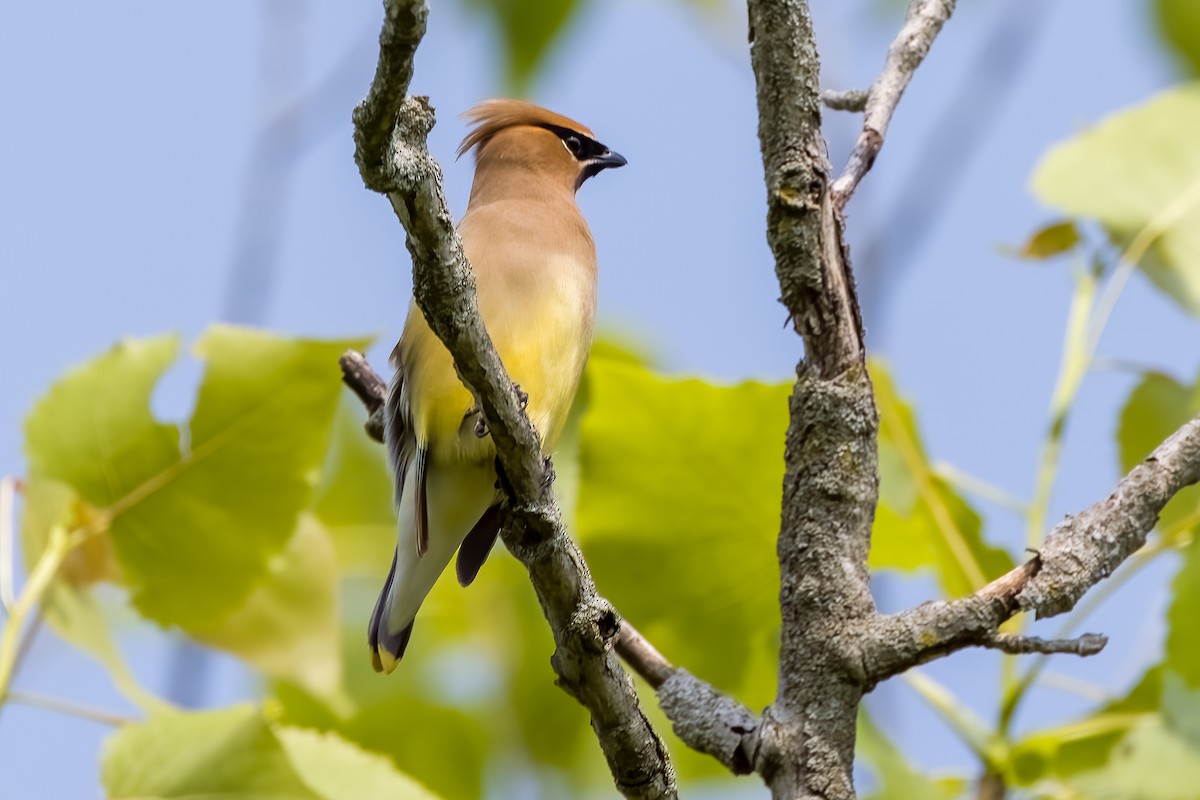 eBird Checklist - 3 Jun 2025 - Eagle Creek Park--Eagle's Crest Prairie ...