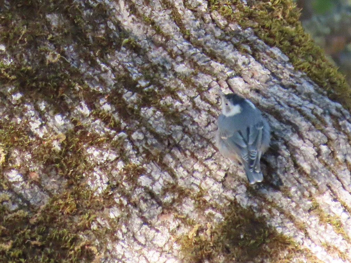 ML637024035 - White-breasted Nuthatch - Macaulay Library
