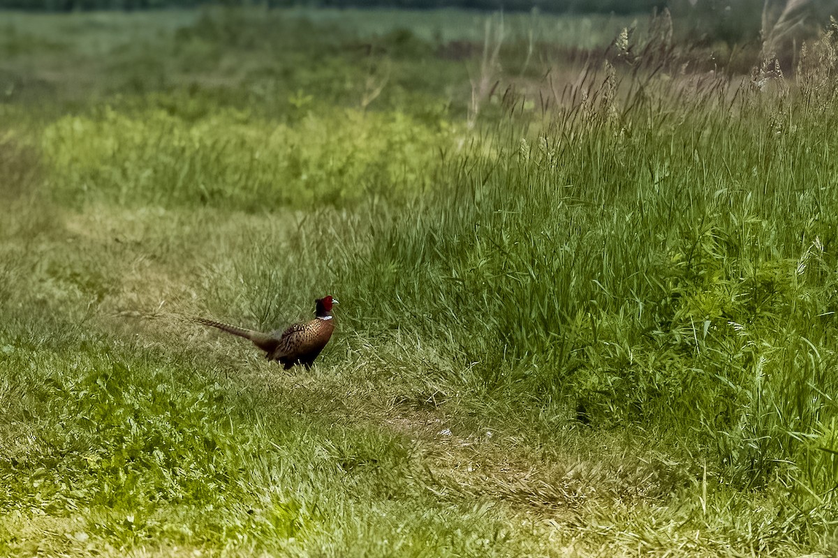 eBird Checklist - 30 May 2025 - Lye Creek Prairie Burn, aka The Burn ...