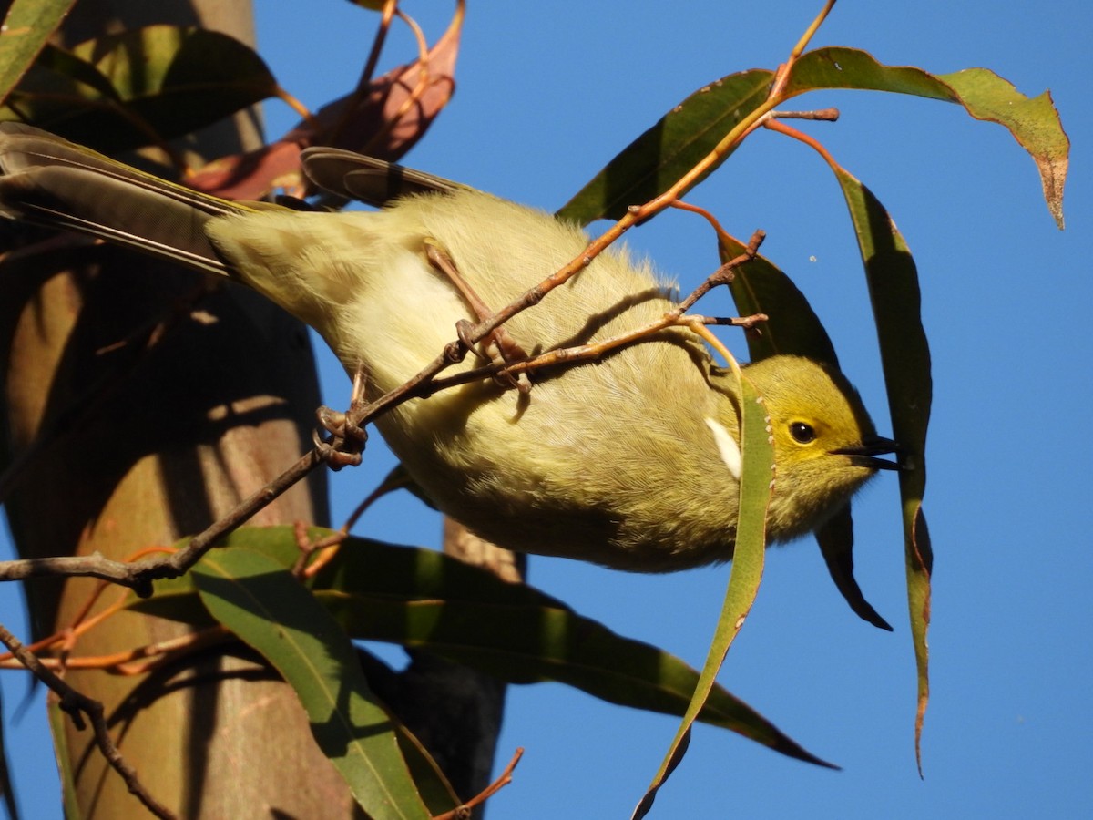 eBird Checklist - 4 Jun 2025 - Royal Park--Trin Warren Tam-boore - 41 species