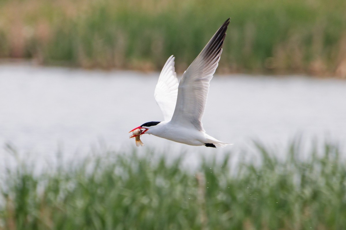 eBird Checklist - 7 May 2025 - Howard Marsh--West Side of Howard Rd ...