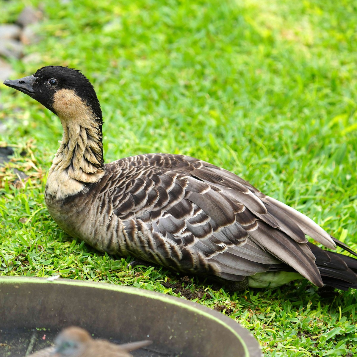 eBird Checklist - 3 Jun 2025 - Marriott's Kaua'i Beach Club - 7 species