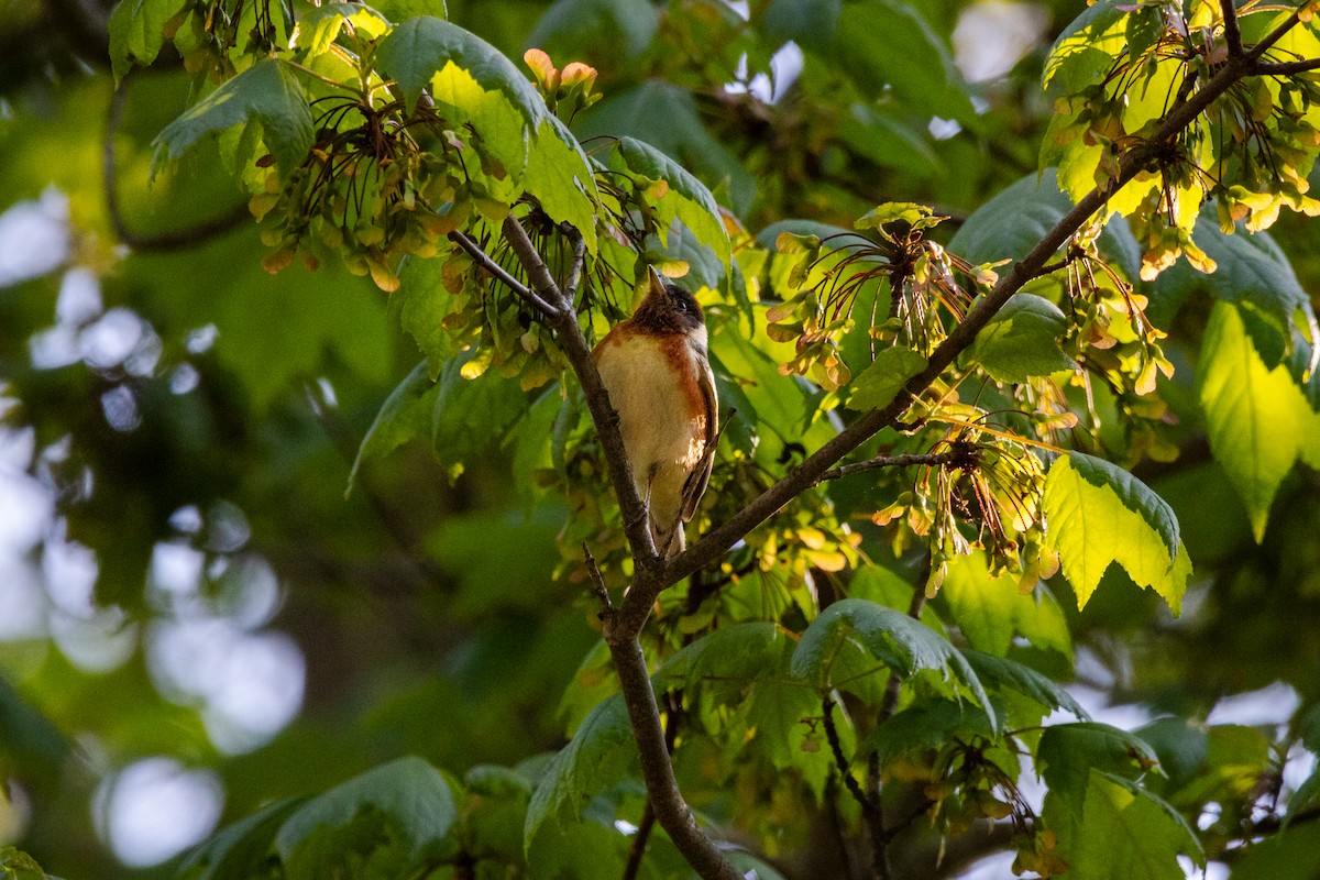 eBird Checklist - 3 Jun 2025 - Rachel Carson NWR--Timber Point Trail ...