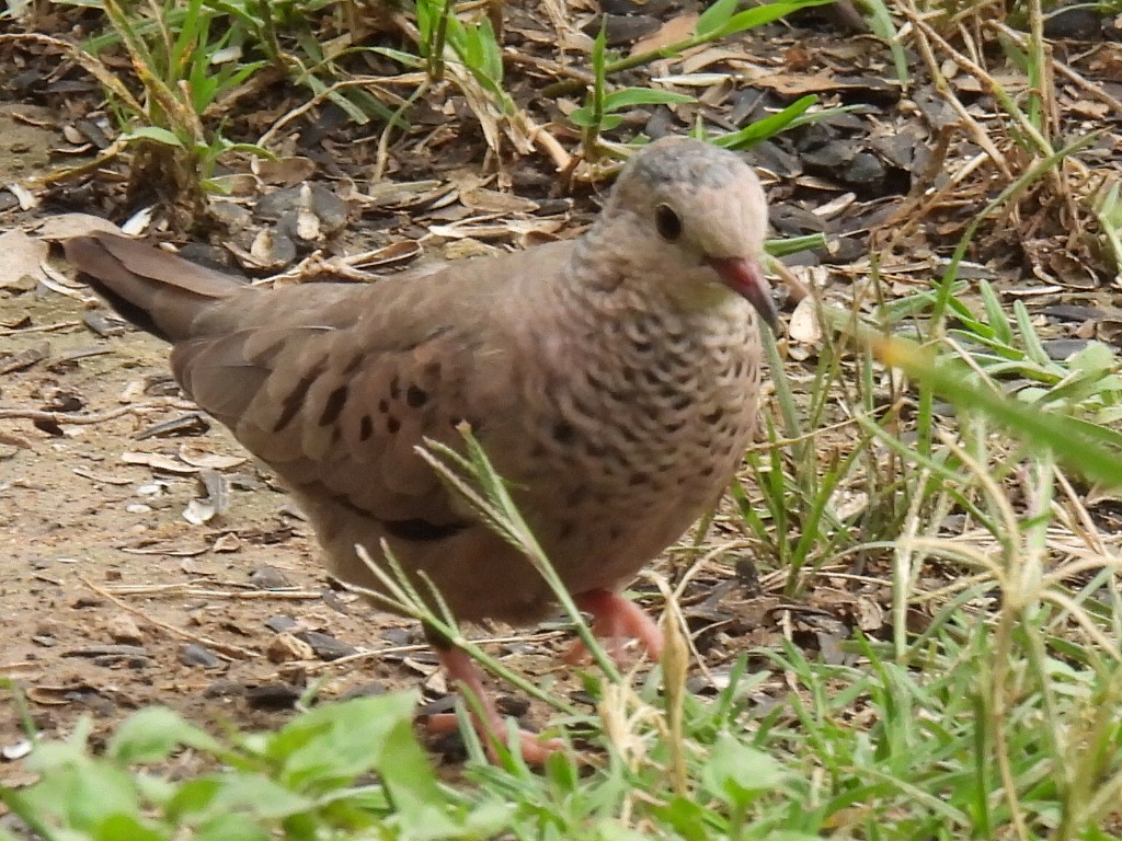eBird Checklist - 30 May 2025 - Guadalupe River SP—Bird blind - 18 species