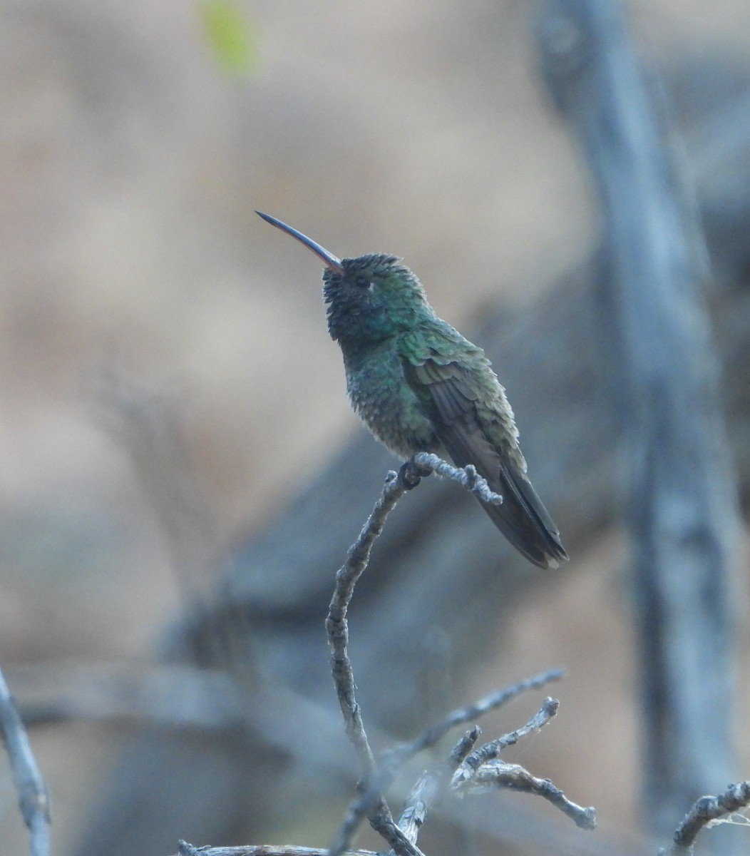 ML637037168 - Broad-billed x Berylline Hummingbird (hybrid) - Macaulay ...