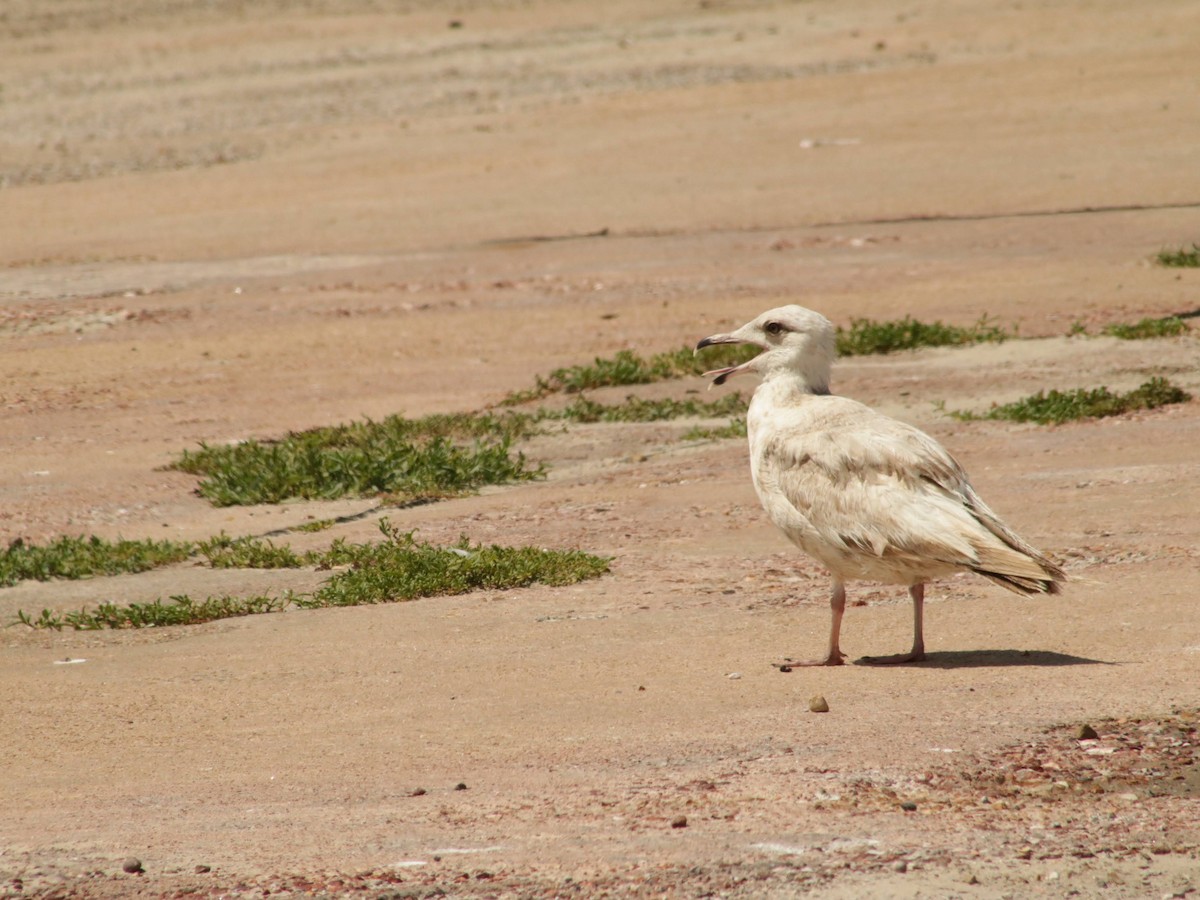 ML637045448 - American Herring Gull - Macaulay Library