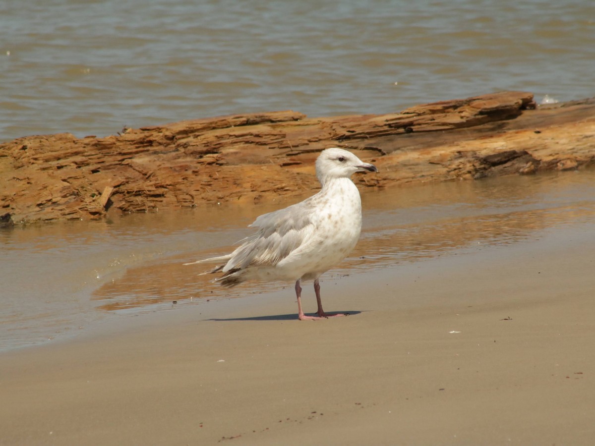 ML637045454 - American Herring Gull - Macaulay Library